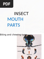 Biting and Chewing Insect Mouthparts | PDF | Insects | Arthropods