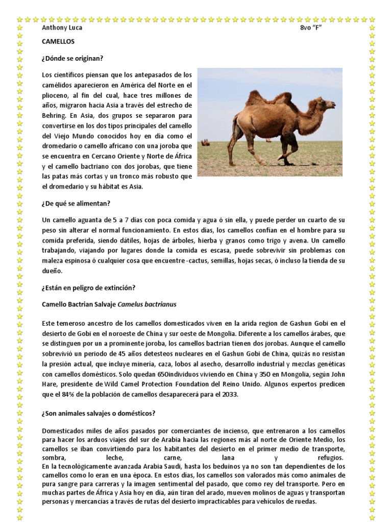 Información esencial sobre los camellos | PDF | Camello | Ganadería
