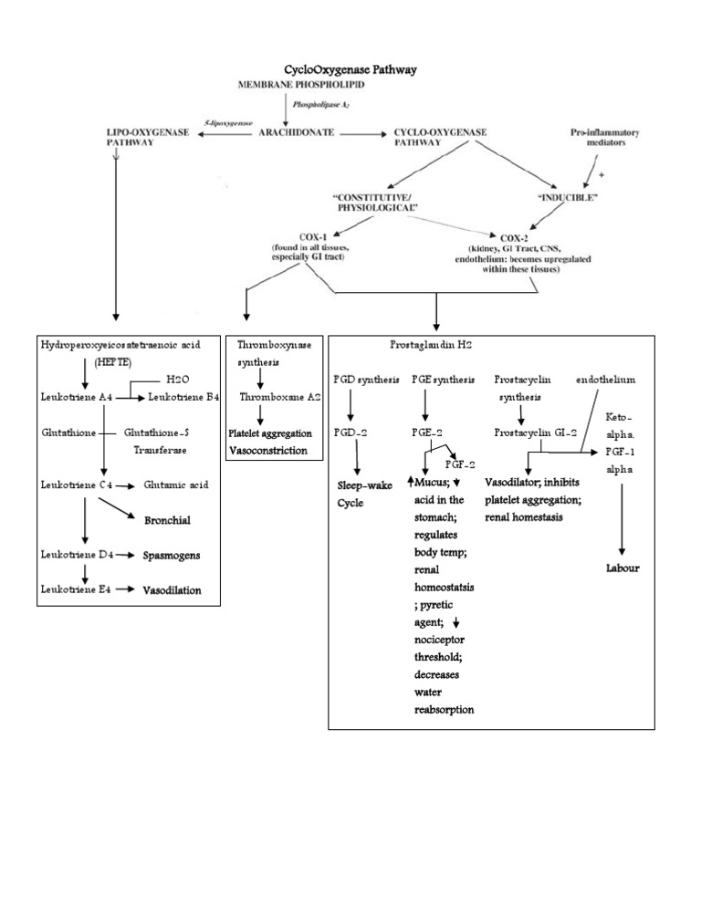 COX Pathway | PDF