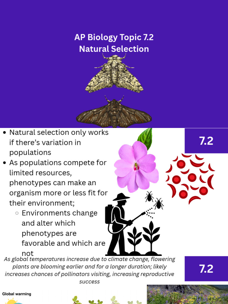 AP Biology Topic 7.2 Natural Selection | PDF