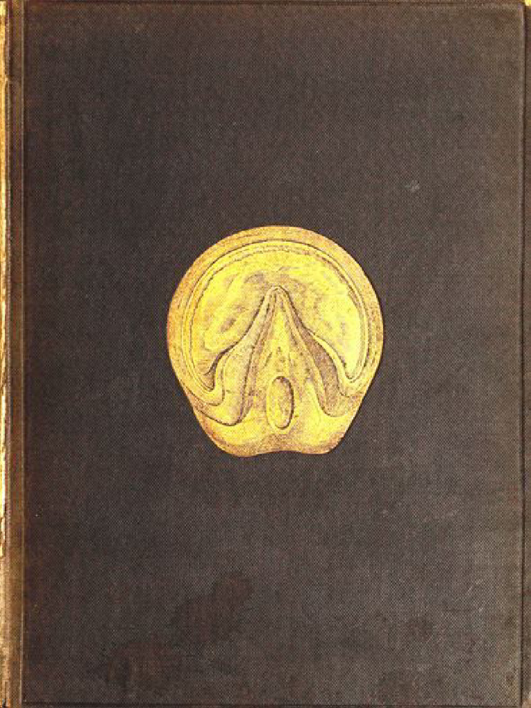The Art of Horse-Shoeing a Manual for Farriers | PDF | Foot | Knee