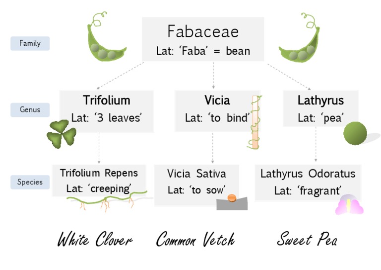 Fabaceae Family Overview | PDF