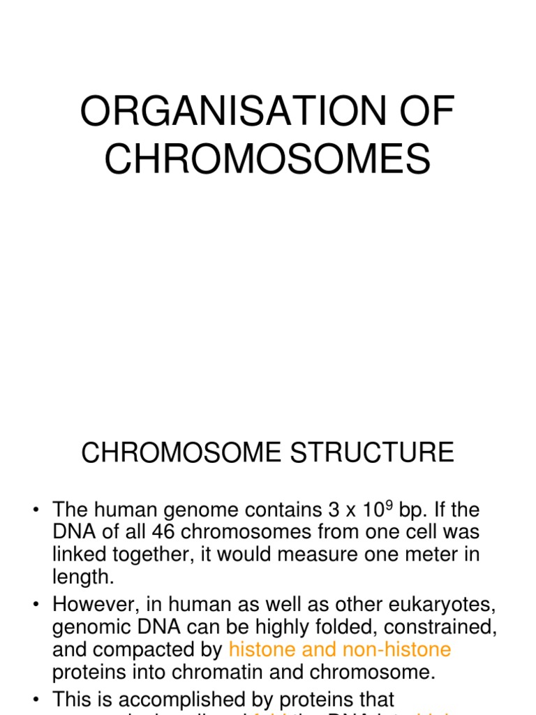 Organisation of Eukaryotic Chromosomes | PDF | Chromatin | Histone