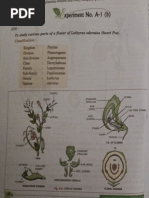 Constructing a Leaf Dichotomous Key | PDF | Leaf | Branches Of Botany