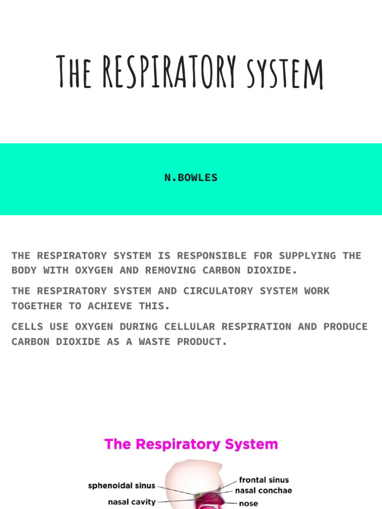 Grade 9 Ns Repiratory System | PDF | Lung | Respiratory System