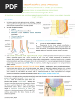Anatomia da Região Inguinal | PDF | Anatomia