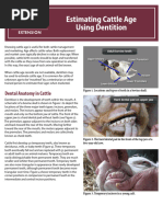 Aging Cattle by Dentition Guide | PDF | Tooth | Dentistry