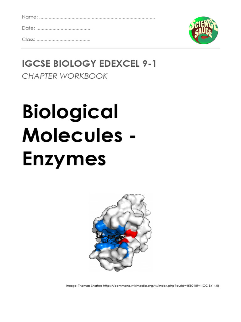 Biological Molecules EnzymesWorkbook | PDF | Enzyme | Active Site