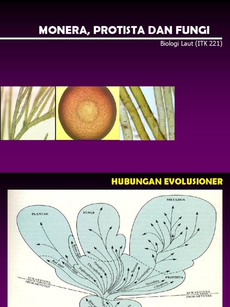 Materi 4 Monera Protista Fungi | PDF