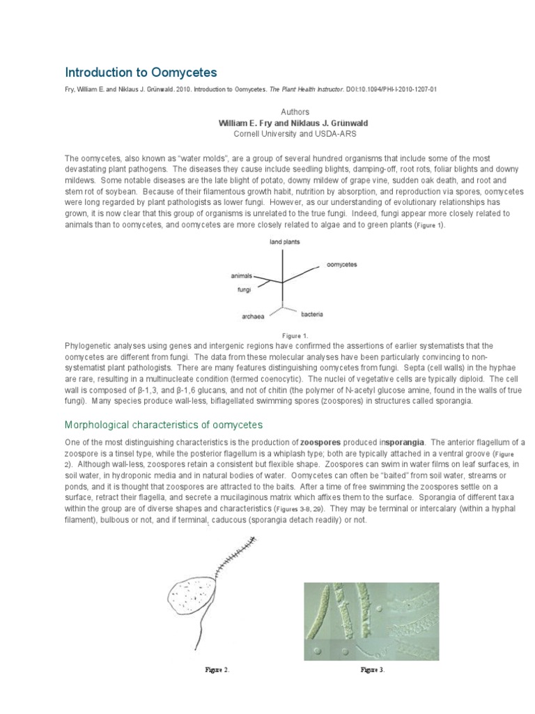 Introduction To Oomycetes | PDF | Plant Pathology | Botany