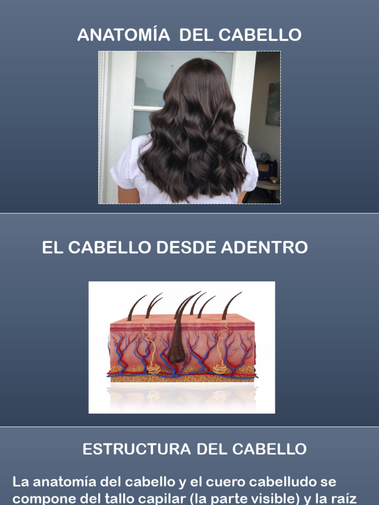 ANATOMÍA DEL CABELLO | PDF | Pelo | Sistema tegumentario