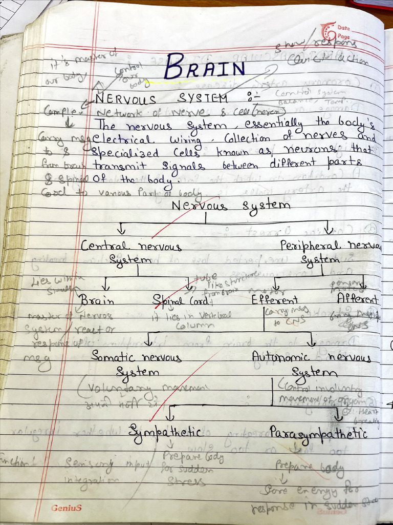 Topic Nervous System | PDF