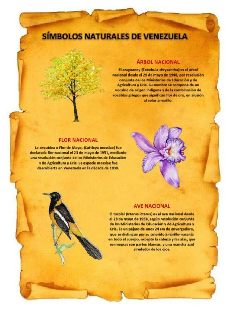 Simbolos Pareias y Naturales de Venezuela Aragua y Camatagua | PDF ...