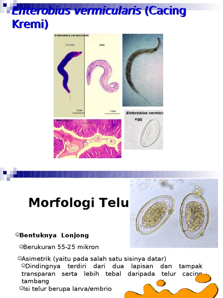 Enterobius Vermicularis | PDF