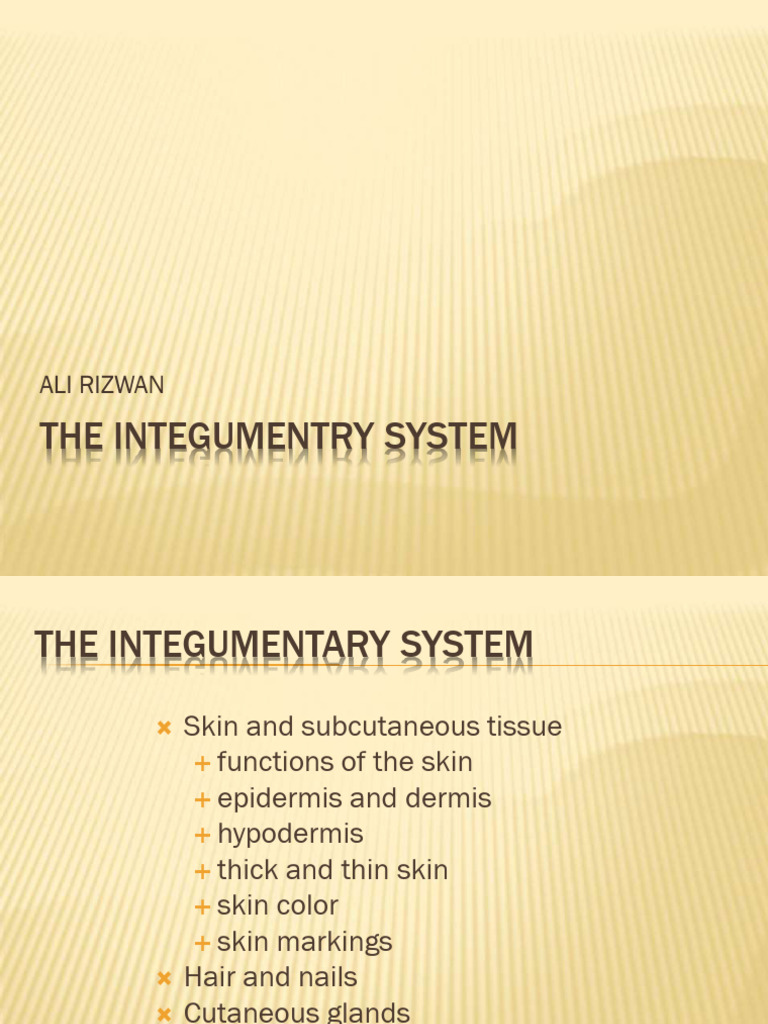 4. Integumentary System | PDF | Nail (Anatomy) | Epidermis