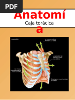 Anatomía de la Región Esternal | PDF | Sistema esquelético | Anatomía ...