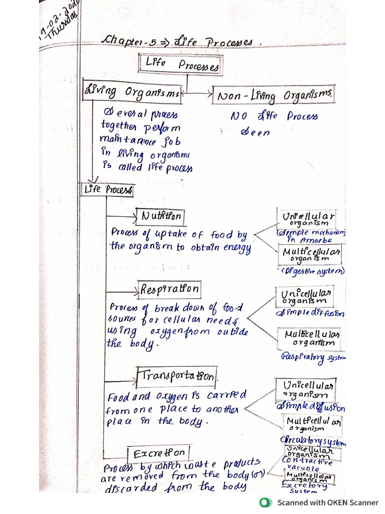 Biology - Flow Chart | PDF