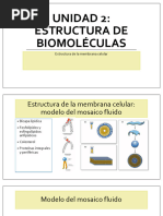 Complejo SNARE y fusión de membranas | PDF | Ácido gamma-aminobutírico ...