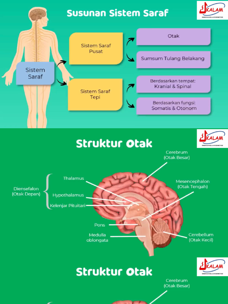 Sistem Saraf | PDF