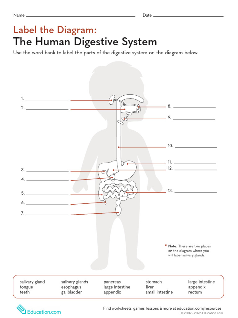 Human Digestive System Diagram | PDF