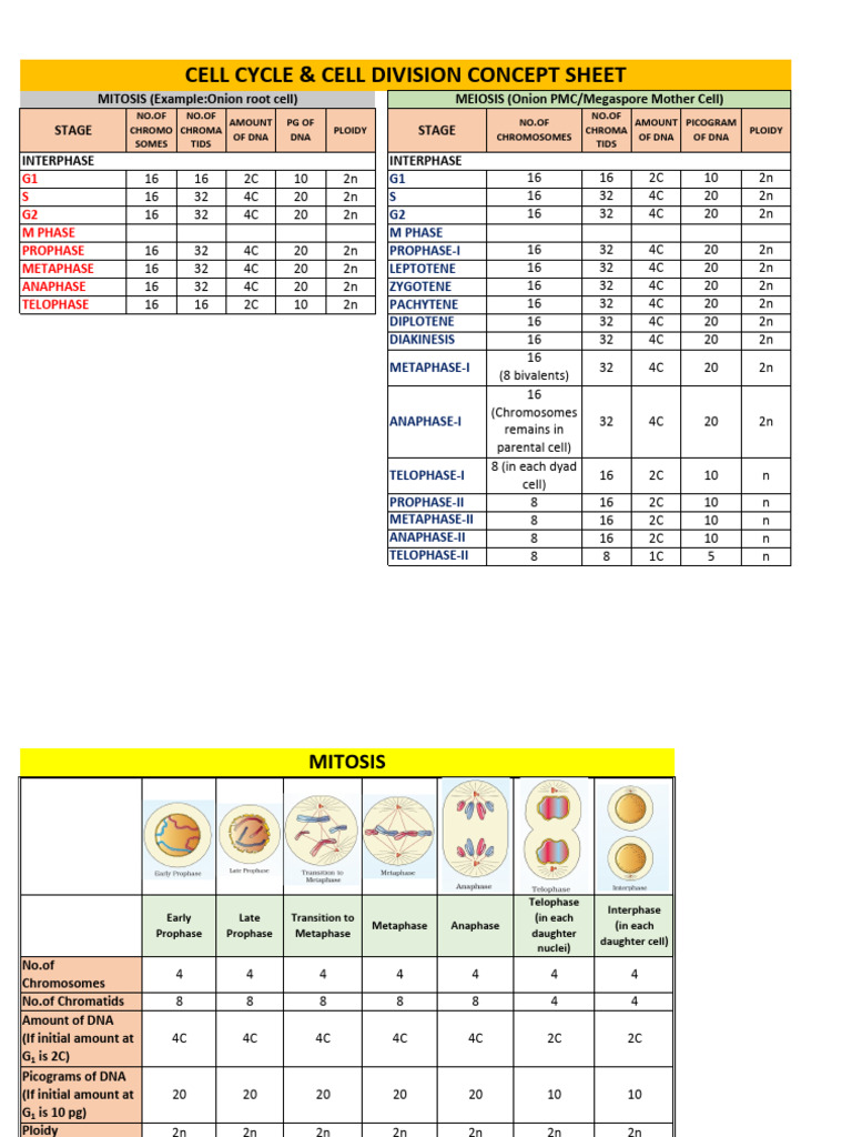 Cell Cycle & Cell Division Concept Sheet | PDF | Meiosis | Mitosis