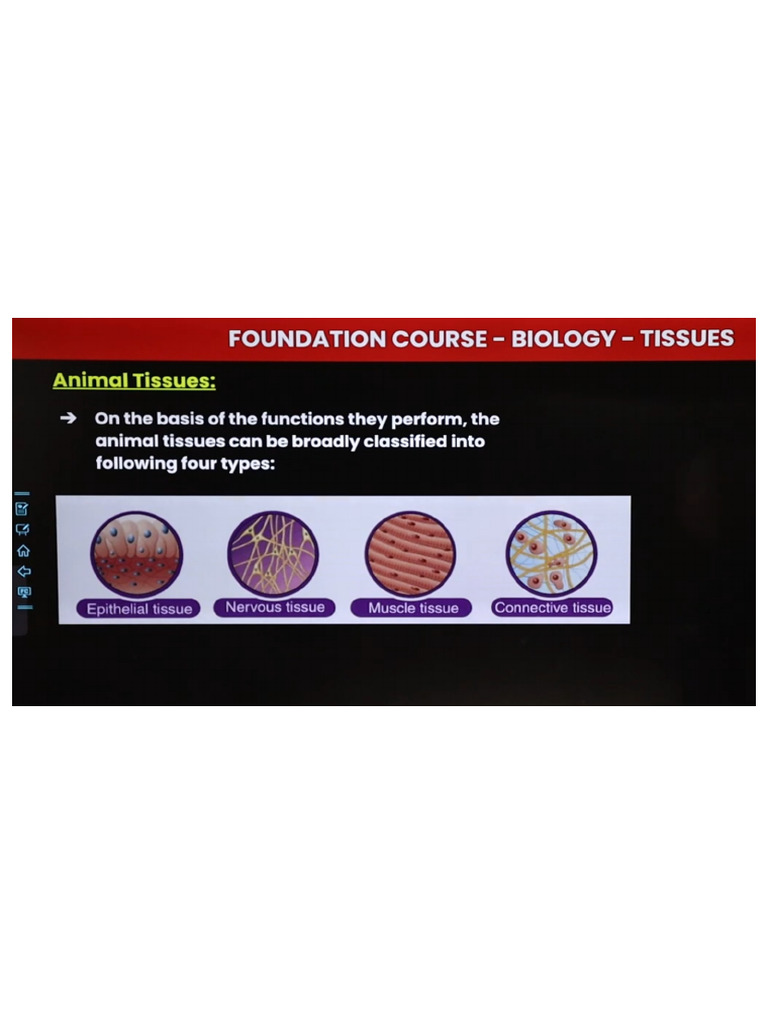 Animal Tissue - Biology | PDF
