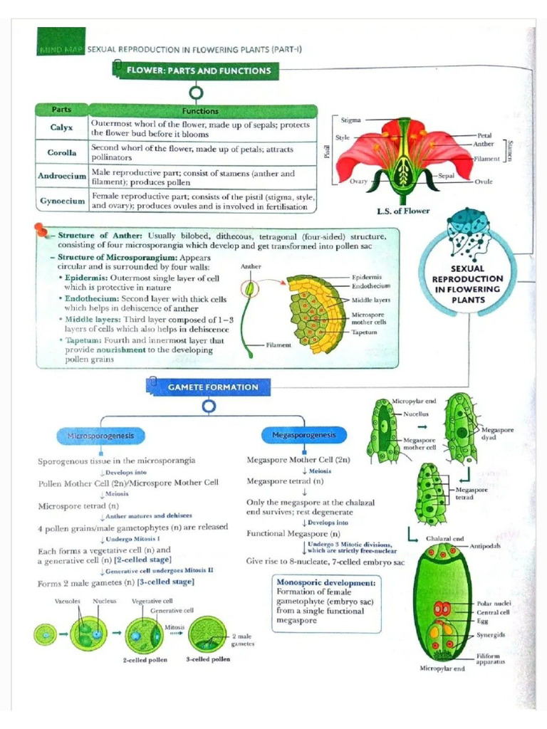 PDFReader - Class 12 Bio | PDF