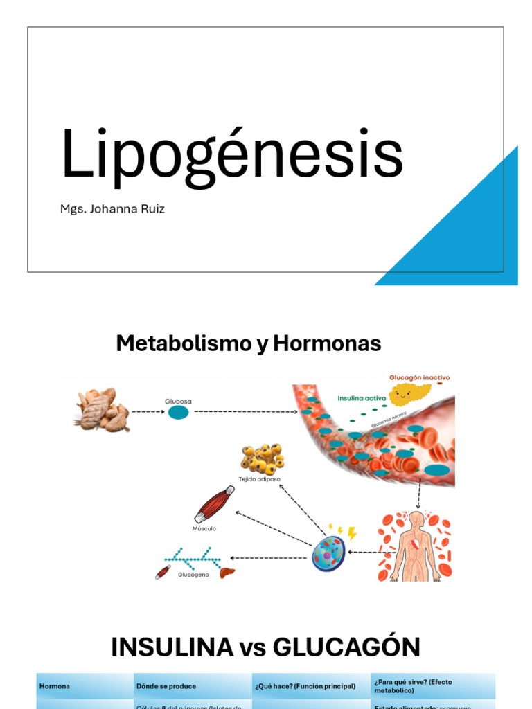 Lipogénesis, Lipólisis, Β-oxidación y Formación de Triglicéridos | PDF