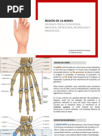 Anatomía y Huesos de la Mano | PDF | Mano | Extremidades (anatomía)