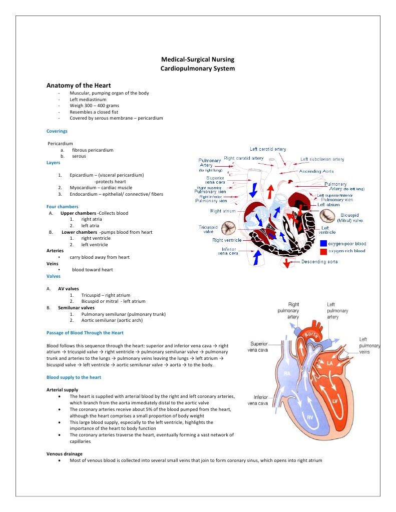 Cardiovascular System | PDF | Heart Valve | Heart