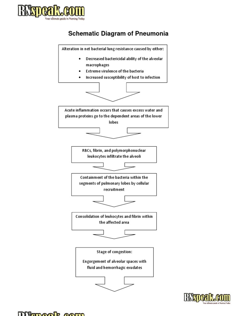 Schematic Diagram of Pneumonia