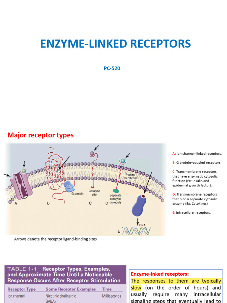 Class 5 6 & 7 - Enzyme Linked Receptors Class | PDF