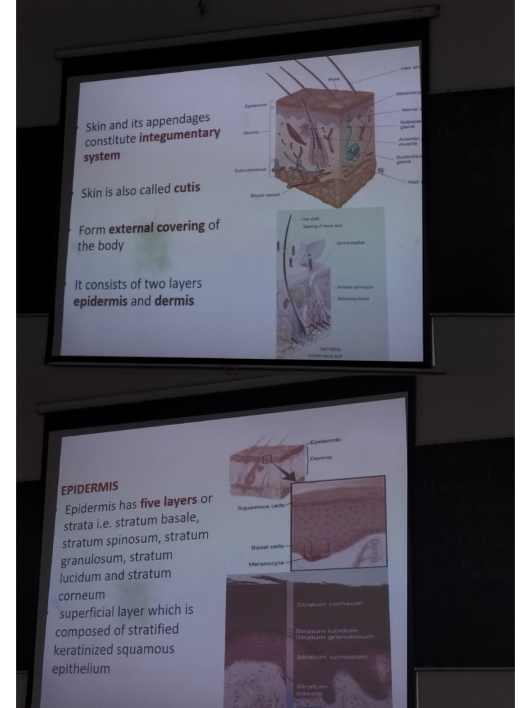 Integumentary System (Skin) | PDF