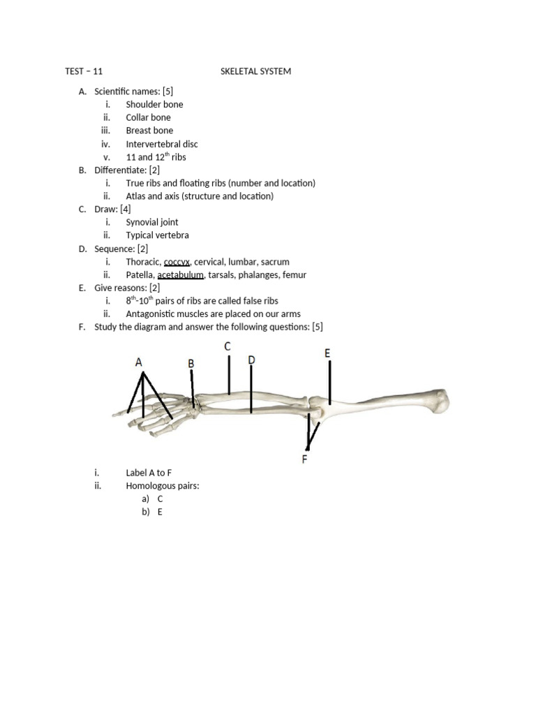 TEST 11 Skeletal System | PDF
