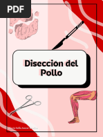 Disección del Muslo de Pollo: Anatomía y Función | PDF | Articulación ...