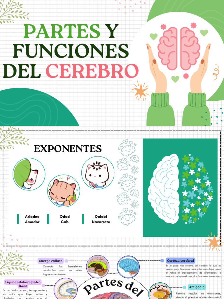 Exposición Partes Del Cerebro | PDF | Cerebro | Neurociencia