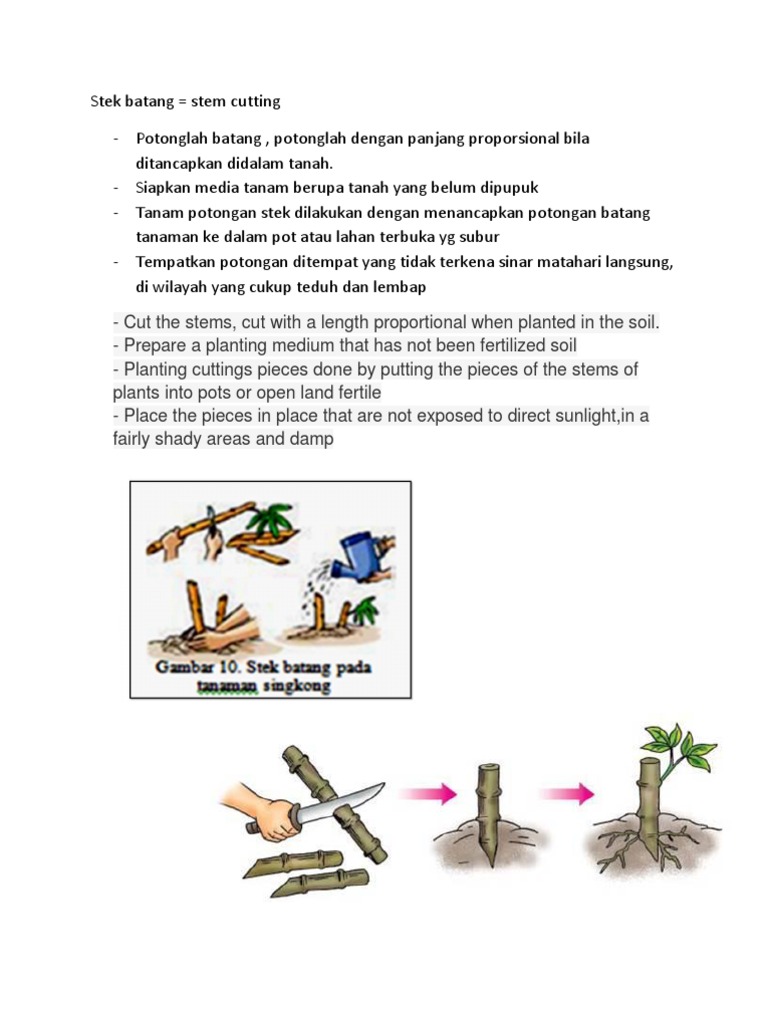 Panduan Stek Batang Tanaman | PDF | Mengenten | Botani