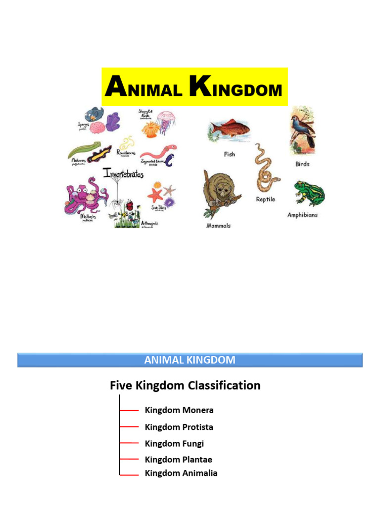 Basis of Classification | PDF | Sponge | Zoology