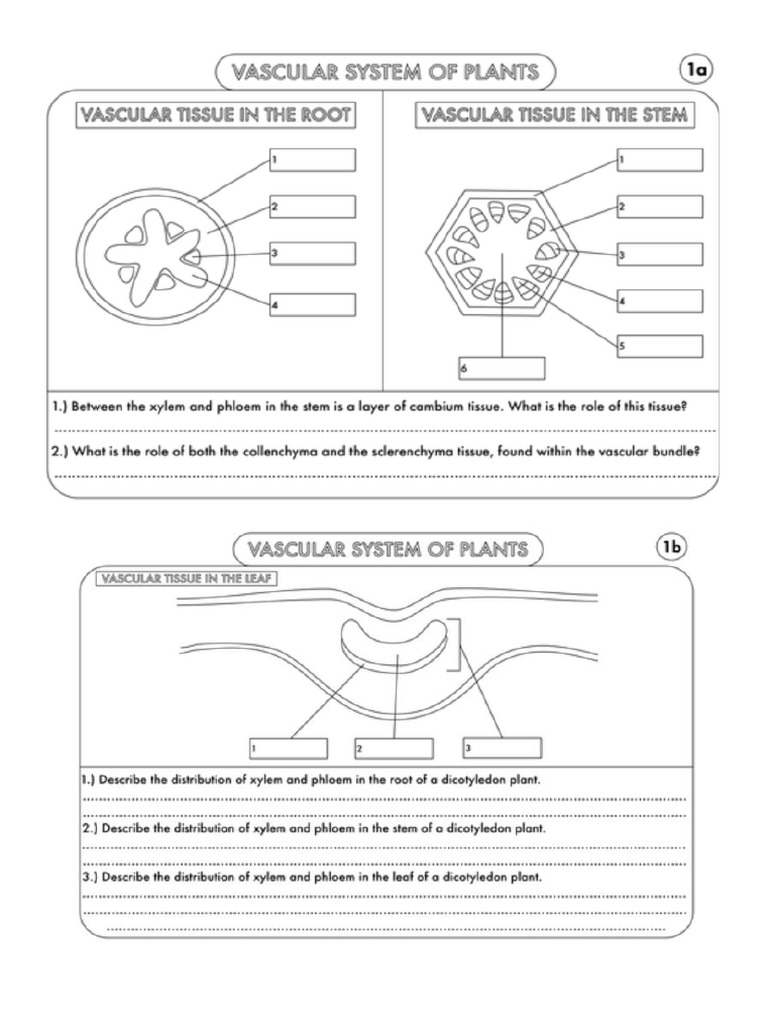 Xylem and Phloem Activity Lesson | PDF