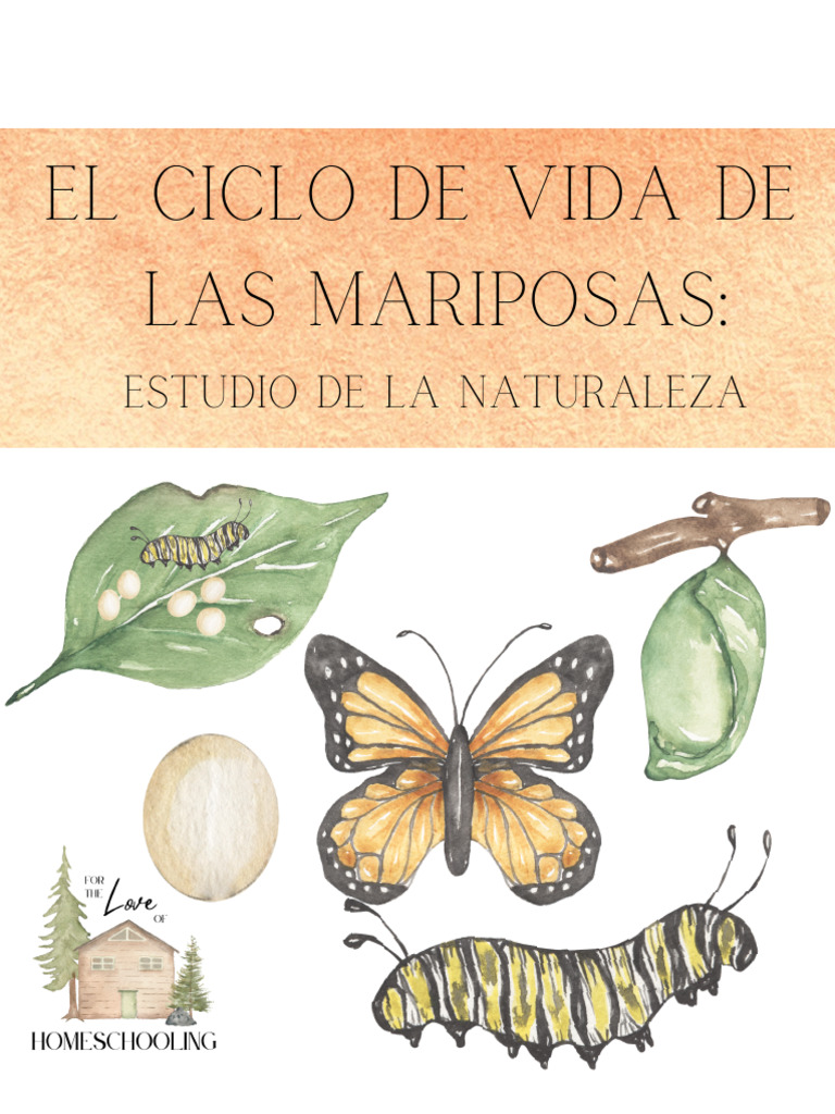 Butterfly Cycle - Spanish | PDF | Lepidópteros | Crisálida