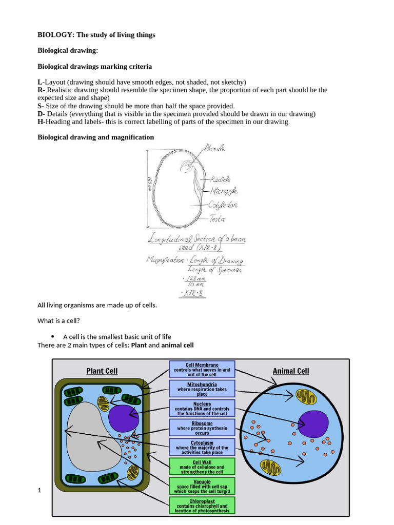BIOlogy Introduction CELLS DOUBLE | PDF | Cell (Biology) | Tissue (Biology)