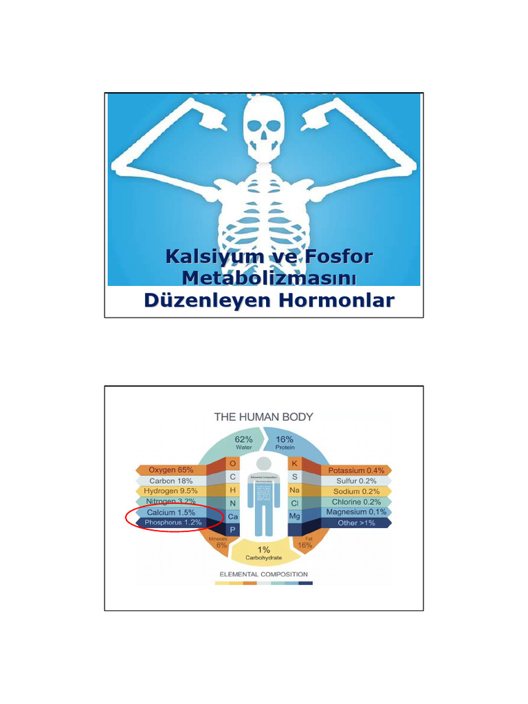 Kalsiyum Ve Fosfor Metabolizmasını Düzenleyen Hormonlar | PDF