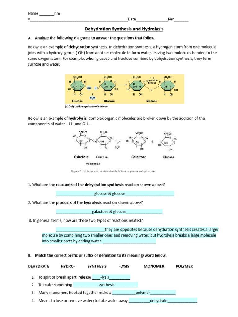Dehydration Synthesis and Hydrolysis-1 | PDF
