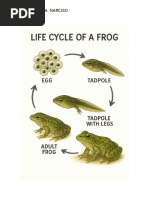 Lizard Life Cycle Stages Explained | PDF