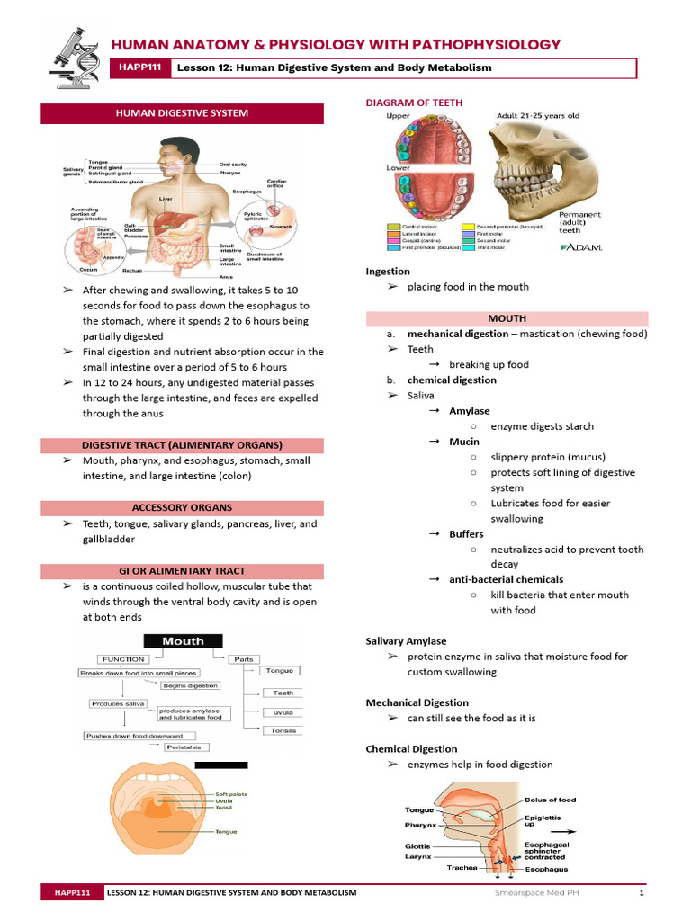 L12 - Human Digestive System and Body Metabolism | PDF | Digestion ...