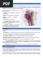 Anatomía de la Rinofaringe y Orofaringe | PDF | Esófago | Anatomía humana