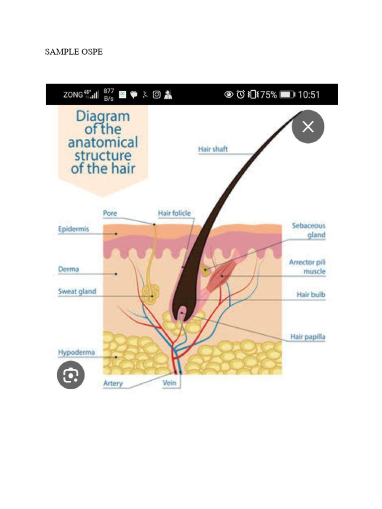 Physio Ospe + Viva | PDF | Cell (Biology) | Cell Membrane