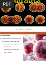 Clivagem Embrionária: Formação Multicelular | PDF | Ovo | Mitose