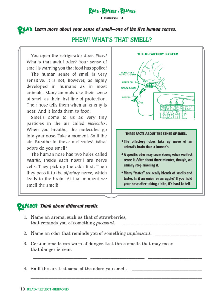 Reading - Smell | PDF | Odor | Senses