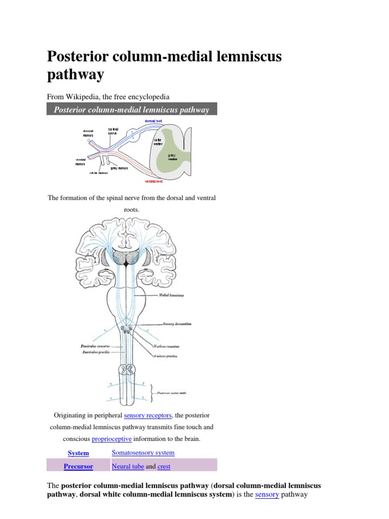 Posterior Column-Medial Lemniscus Pathway | PDF | Somatosensory System ...